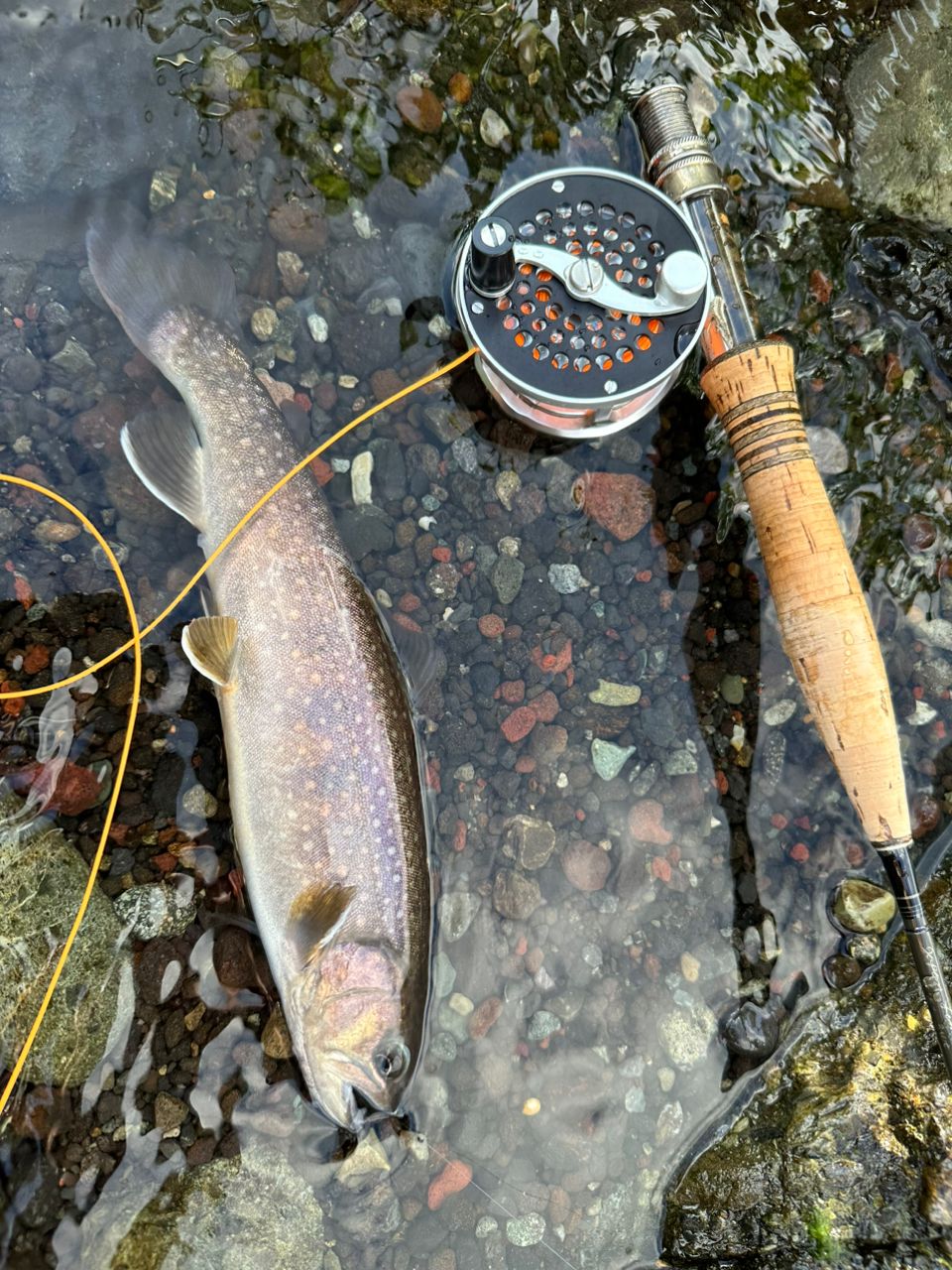 NAGI@fishing さんの 2023年09月30日のイワナの釣り・釣果情報(山梨県 - 桂川（山中湖〜相模湖）上流) - アングラーズ ...