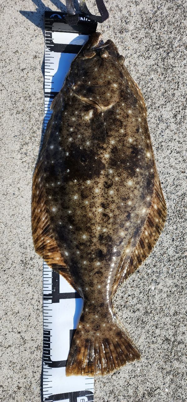 mayu_me_ryo_fishingさんの2023年11月03日(金)の釣行(福島県 - 松川浦漁港) - アングラーズ | 釣果500万件 ...