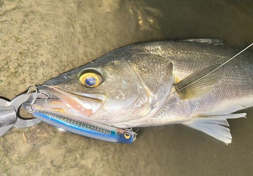 メガバス(Megabass) カゲロウ MD 98F(カゲロウ MD 98F) - アングラーズ | 釣果400万件の魚釣り情報サイト