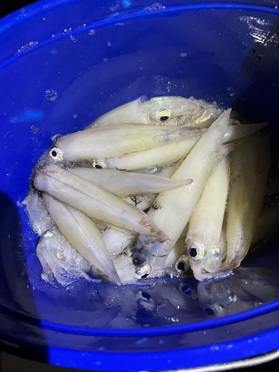 KuboKoさんの2023年11月16日(木)の釣行(北海道 - 小樽港) - アングラーズ | 釣果600万件の魚釣り情報サイト