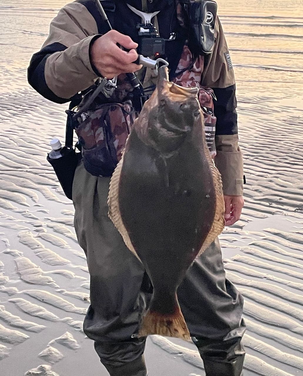 KG45 さんの 2023年11月19日のヒラメの釣り・釣果情報(岡山県 - 岡山県倉敷市近辺) - アングラーズ | 釣果600万件の魚釣り ...