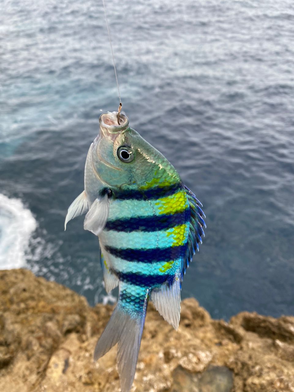 アングラーtellkey さんの 2023年12月06日のオヤビッチャの釣り・釣果情報(沖縄県 - 沖縄本島) - アングラーズ | 釣果 ...