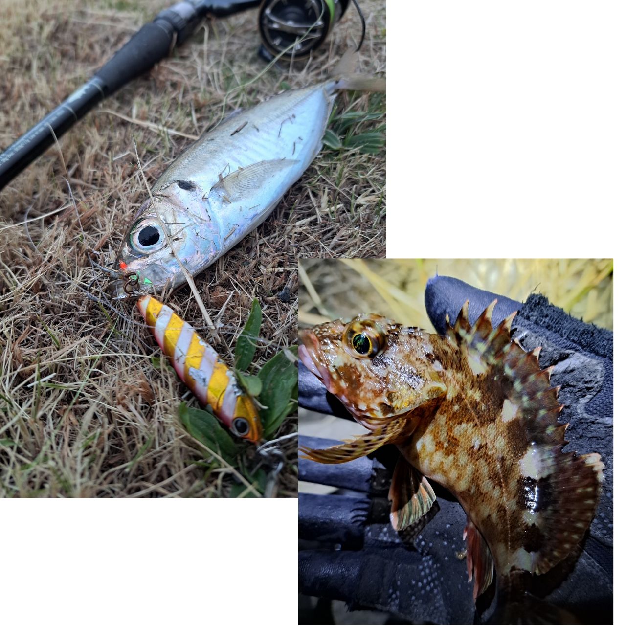 FLY-MANTA～season 2～ さんの 2024年01月06日のカサゴの釣り・釣果情報(東京都 - 京浜運河) - アングラーズ ...