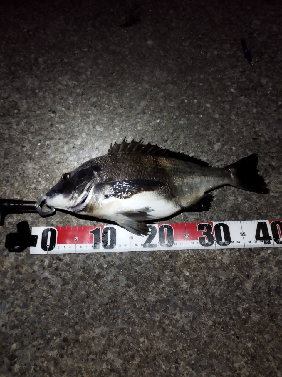 ChiwaChiwa さんの 2024年04月21日のクロダイの釣り・釣果情報(千葉県 - 東京湾湾奥) - アングラーズ | 釣果500万件 ...