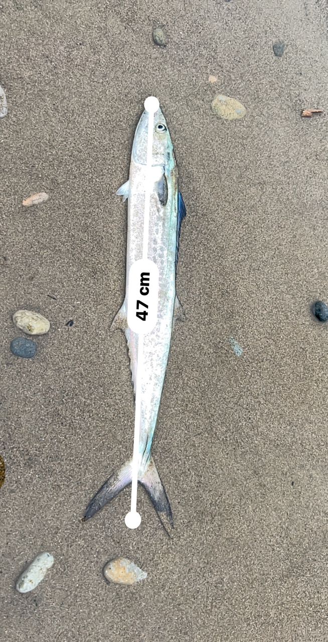 splat fish さんの 2024年04月21日のサゴシの釣り・釣果情報(石川県 - 石川県小松市近辺) - アングラーズ | 釣果500 ...