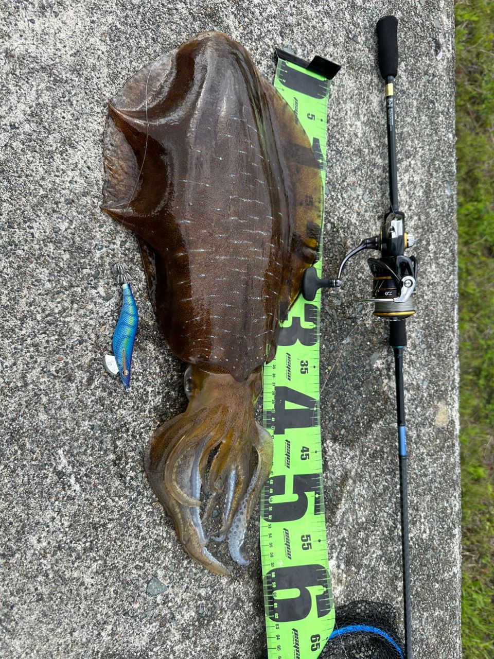 ニール 釣リ/neil fishing さんの 2024年06月01日のアオリイカの釣り・釣果情報(福島県 - 小名浜港市場前 ...