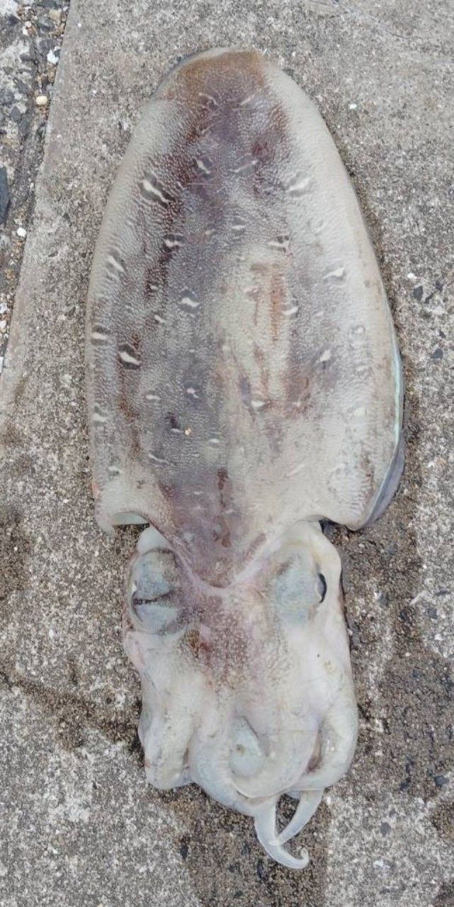 guest0425 さんの 2024年06月06日のモンゴウイカの釣り・釣果情報(福岡県 - 日明海峡釣り公園) - アングラーズ | 釣果 ...