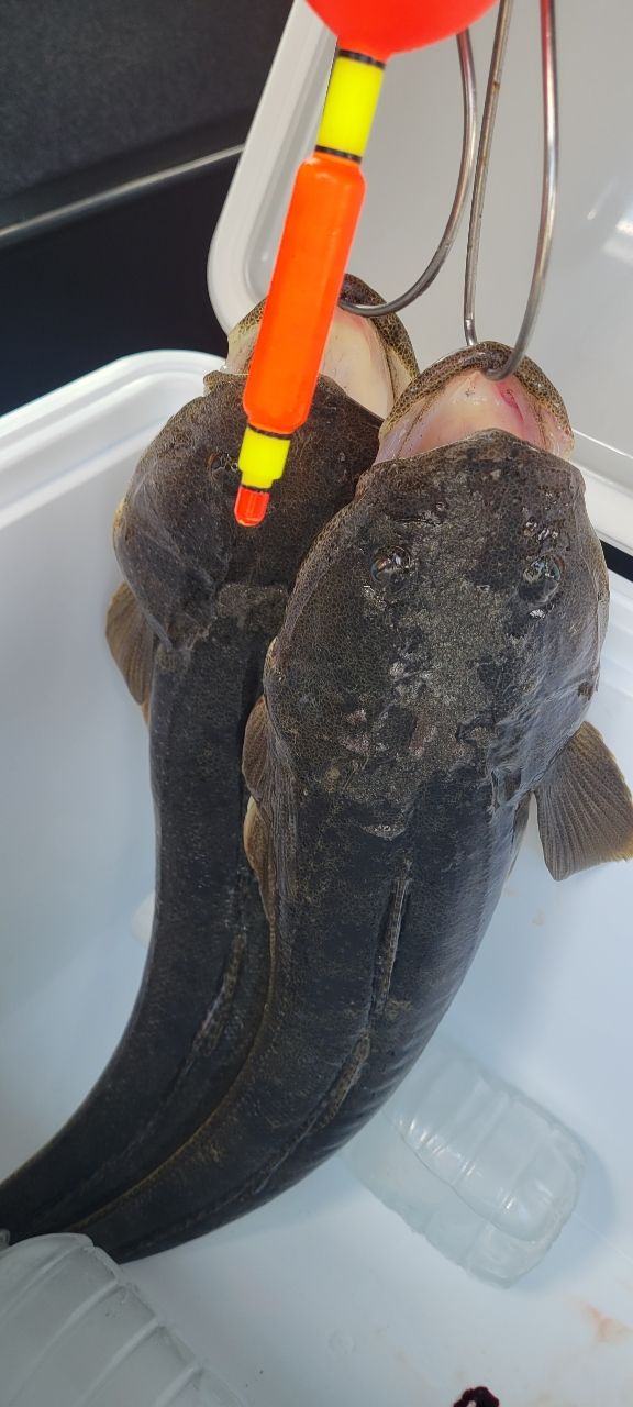 T_Kさんの2024年06月08日(土)の釣行(千葉県 - 養老川河口) - アングラーズ | 釣果500万件の魚釣り情報サイト