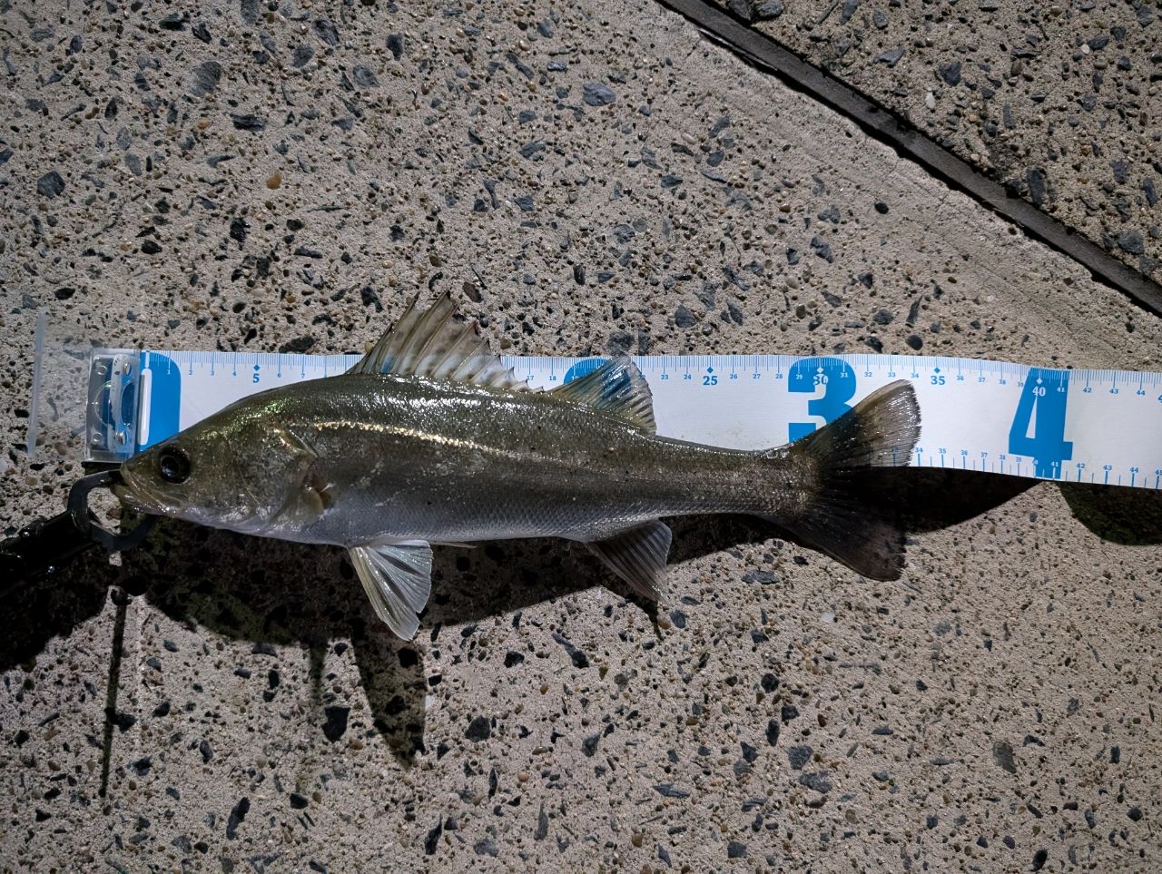 ていぼう部 PM428 さんの 2024年10月16日のシーバスの釣り・釣果情報(茨城県 - 利根川河口) - アングラーズ | 釣果600万 ...