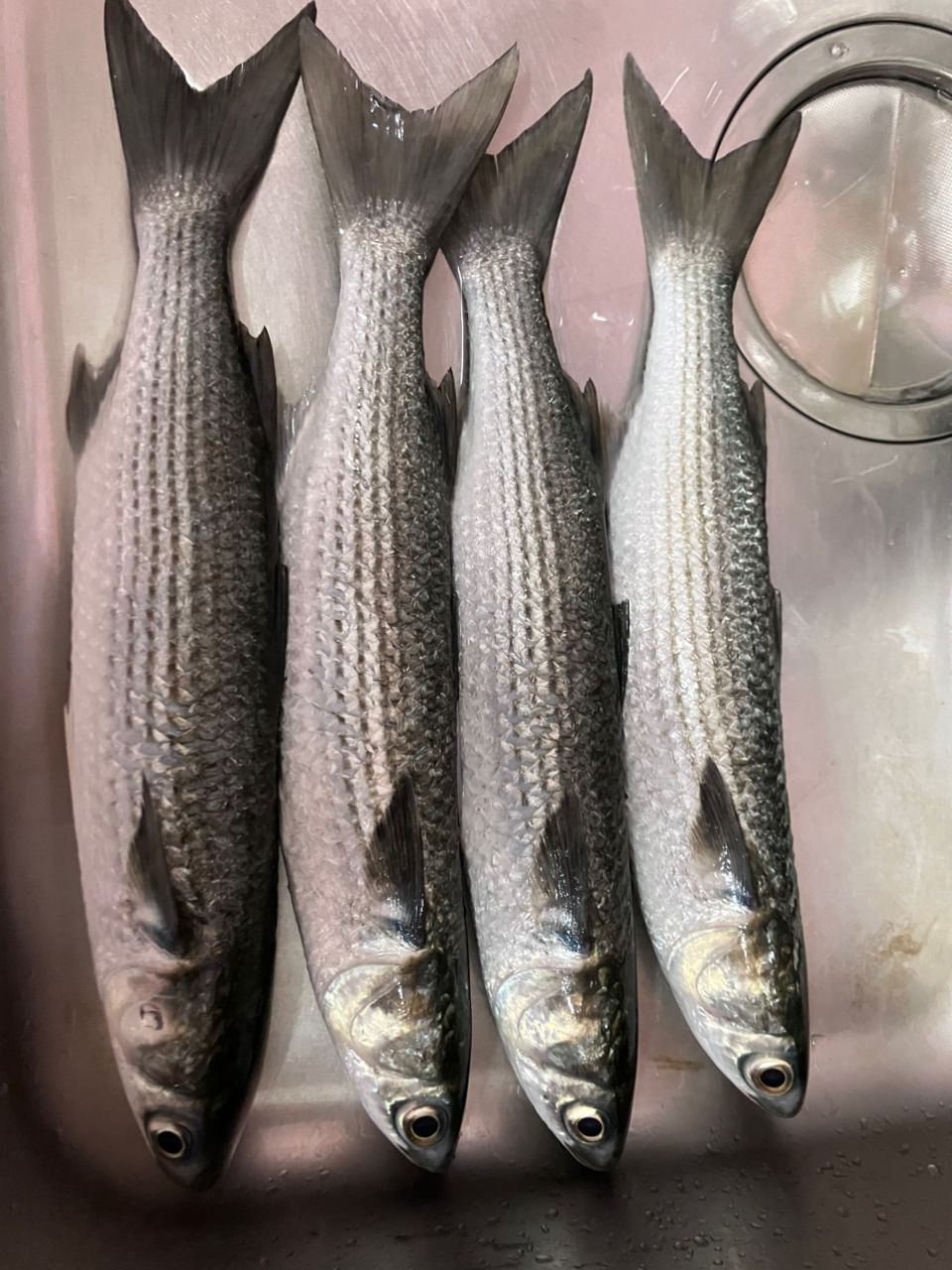 koakaさんの2025年02月21日(金)の釣行(三重県 - 長良川河口) - アングラーズ | 釣果600万件の魚釣り情報サイト