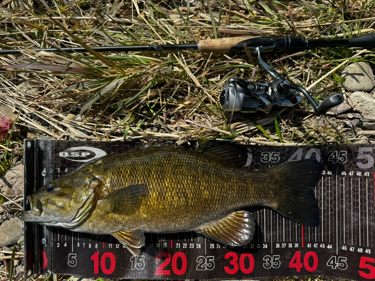 SHIMANO 21ポイズングロリアス 266Lの最安値・インプレ・釣果 SHIMANO 21ポイズングロリアス 266Lの最安値・インプレ・釣果