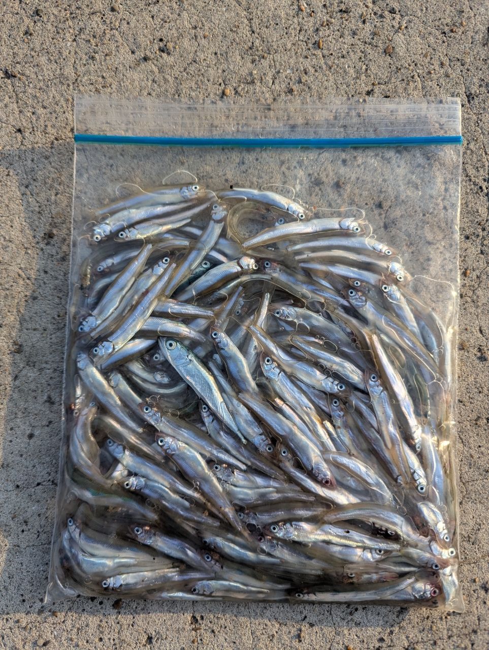 Hiko Hane fishingさんの2025年03月23日(日)の釣行(茨城県 - 波崎新港) - アングラーズ | 釣果600万件の ...