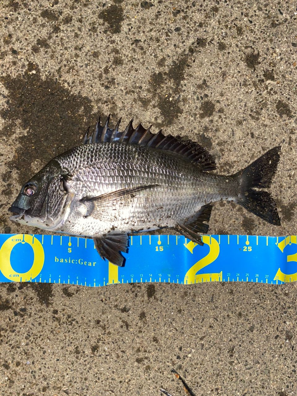 yuic(smr2さんの2025年03月23日(日)の釣行(茨城県 - 涸沼川) - アングラーズ | 釣果600万件の魚釣り情報サイト