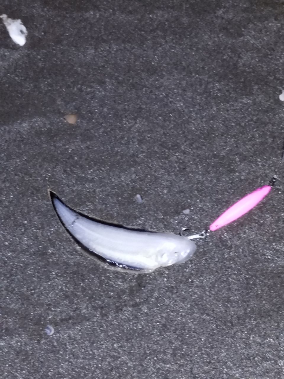 ChiwaChiwaさんの2025年03月23日(日)の釣行(千葉県 - 真亀川河口) - アングラーズ | 釣果600万件の魚釣り情報サイト