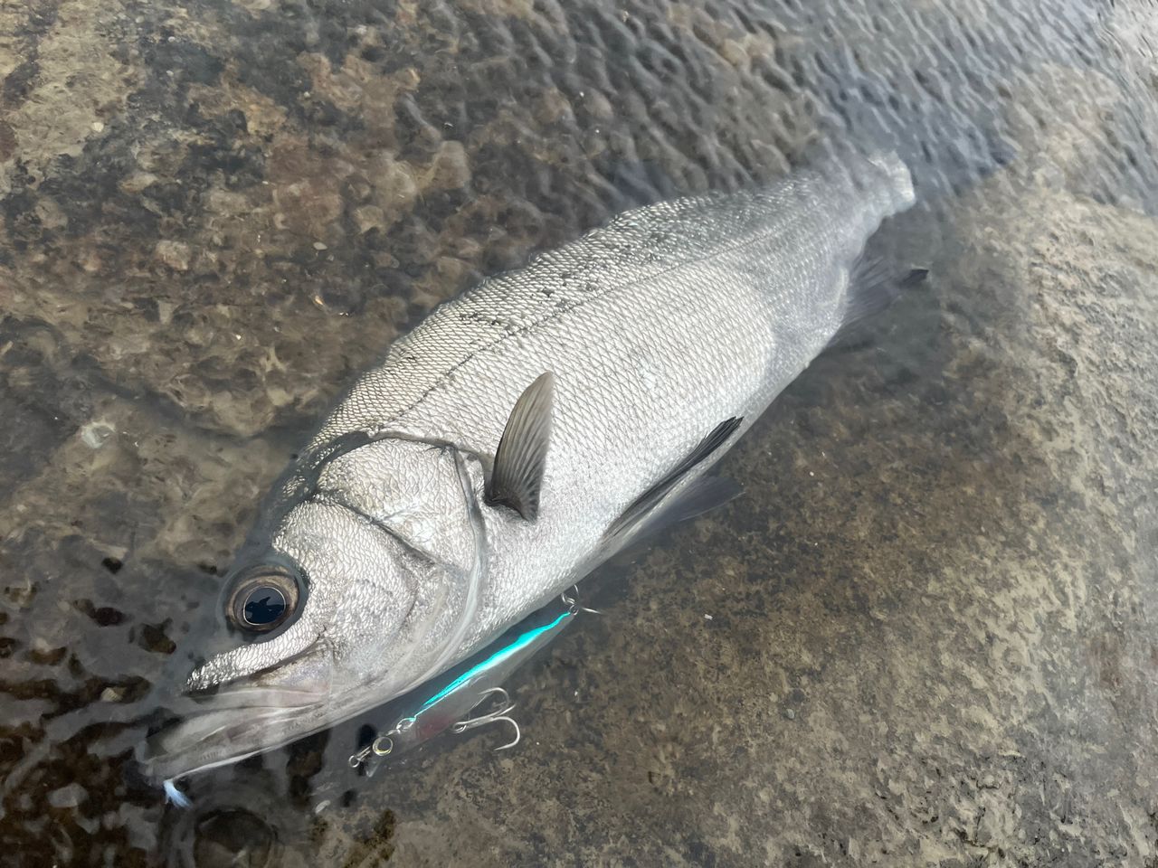 信田 恵輔（兄やん） さんの 2025年03月28日のヒラスズキの釣り・釣果情報(千葉県 - 外房) - アングラーズ | 釣果600万件の ...