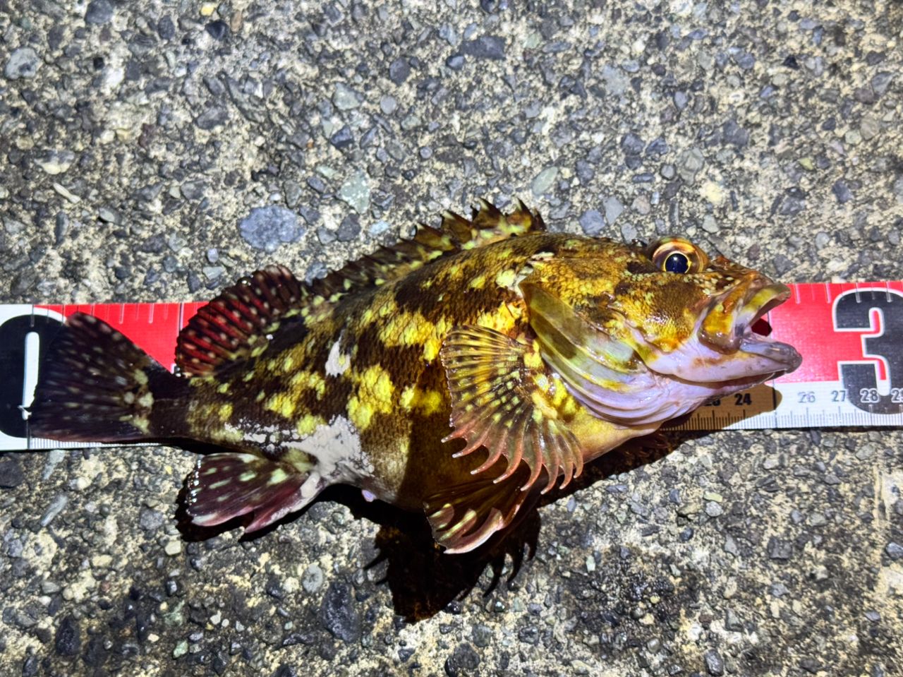 shota_tygcさんの2025年04月04日(金)の釣行(静岡県 - 川奈港) - アングラーズ | 釣果600万件の魚釣り情報サイト