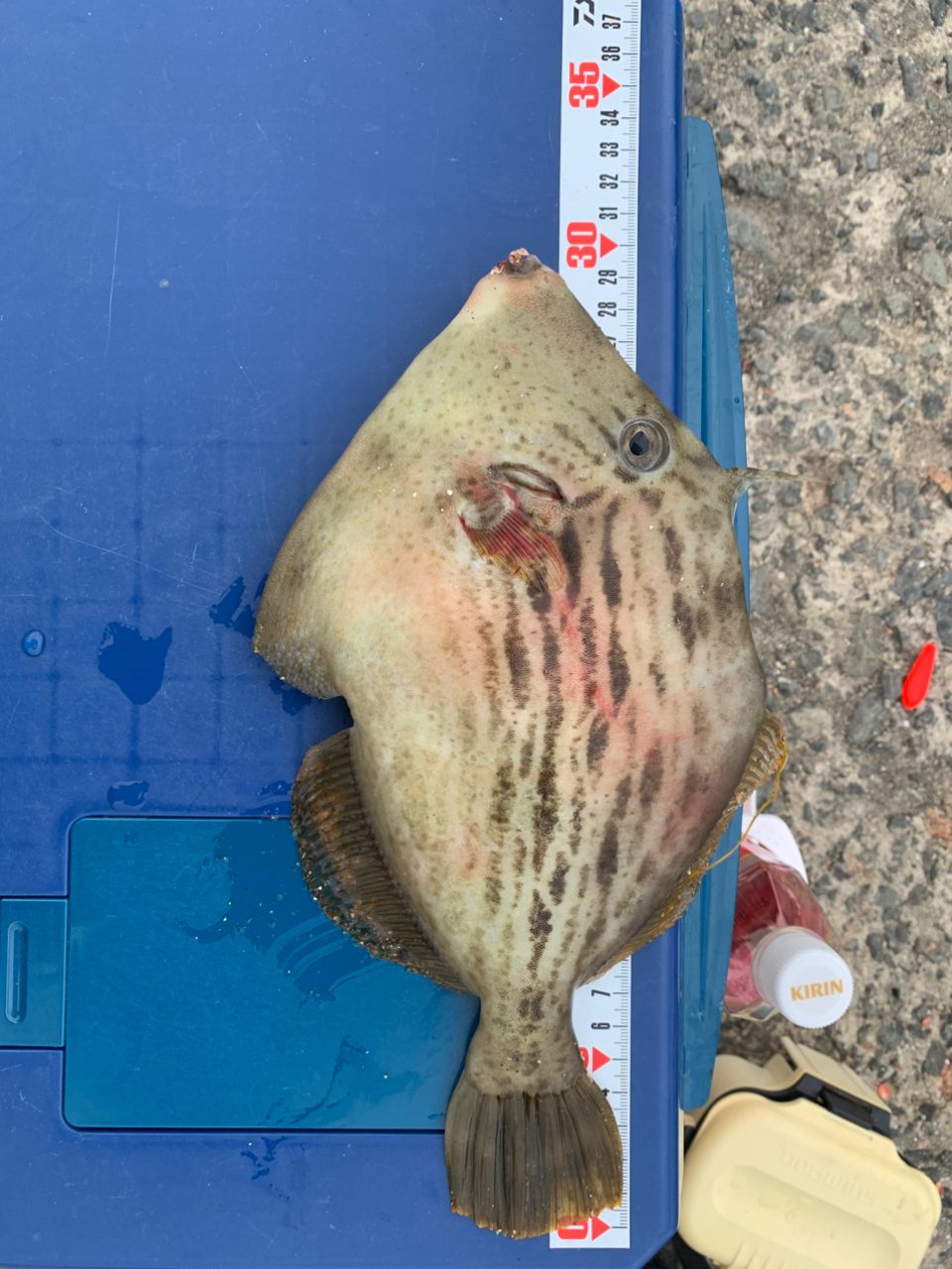 よりママさんの2025年04月05日(土)の釣行(福岡県 - 糸島半島) - アングラーズ | 釣果600万件の魚釣り情報サイト