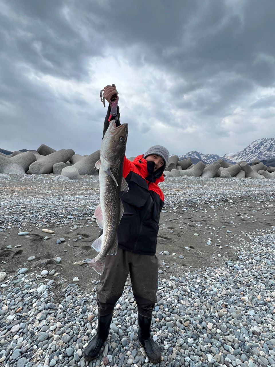 Naoh さんの 2025年04月06日のタラの釣り・釣果情報(新潟県 - 姫川河口) - アングラーズ | 釣果600万件の魚釣り情報サイト