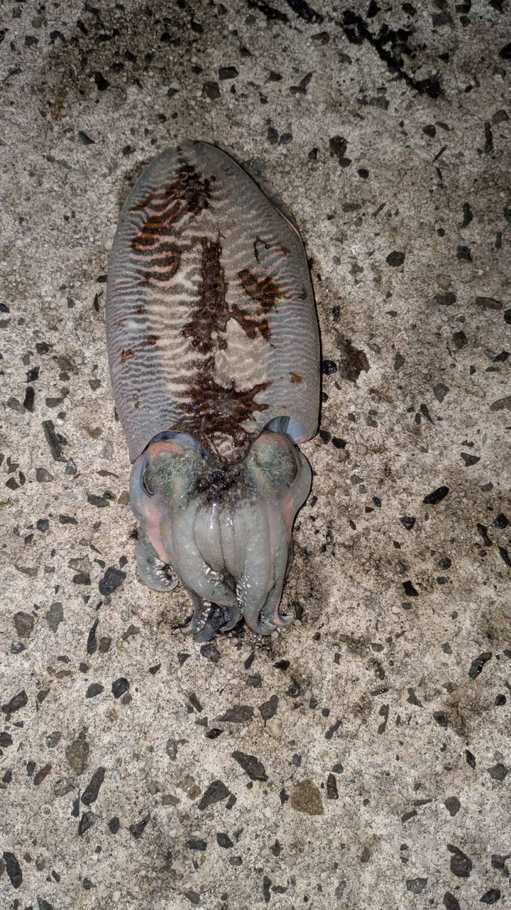 目指せ50アップ！！ショアonly！！ さんの 2025年04月06日のコウイカの釣り・釣果情報(山口県 - 深川湾) - アングラーズ ...