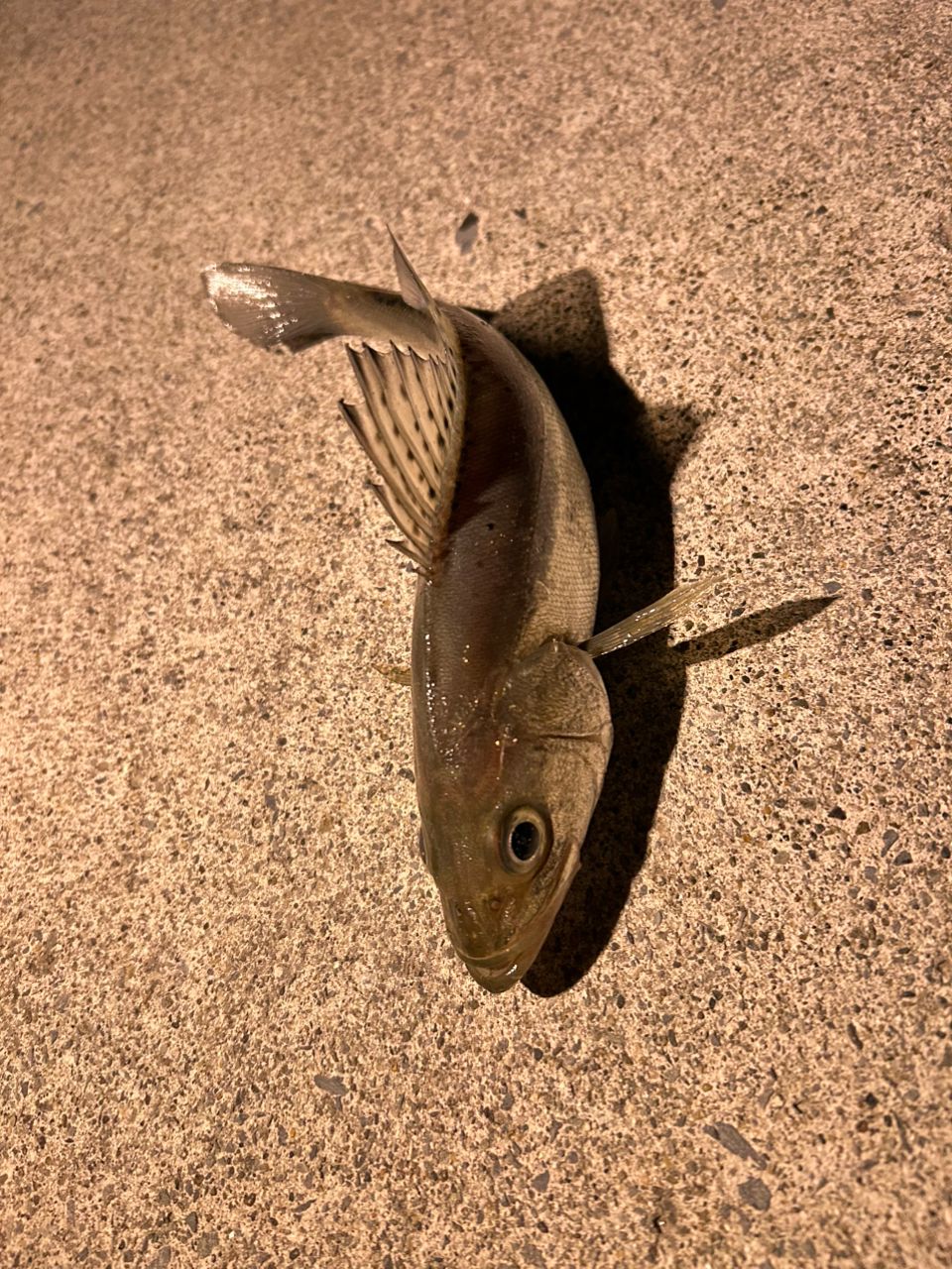 R.Kobayashiさんの2025年04月08日(火)の釣行(宮城県 - 旧北上川河口) - アングラーズ | 釣果600万件の魚釣り情報サイト