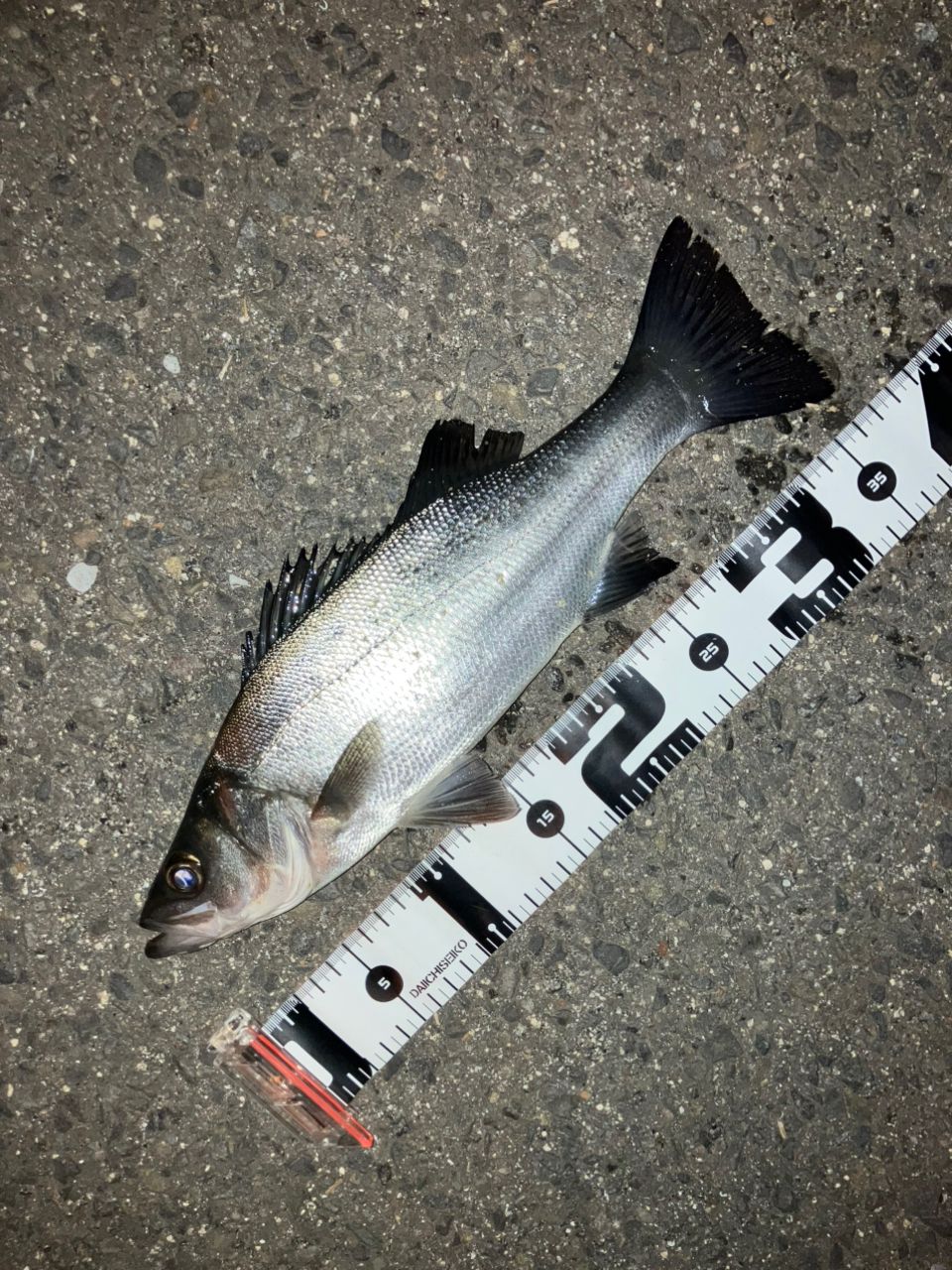 YAMADA Blanksさんの2025年04月09日(水)の釣行(大分県 - 佐賀関港) - アングラーズ | 釣果600万件の魚釣り情報サイト