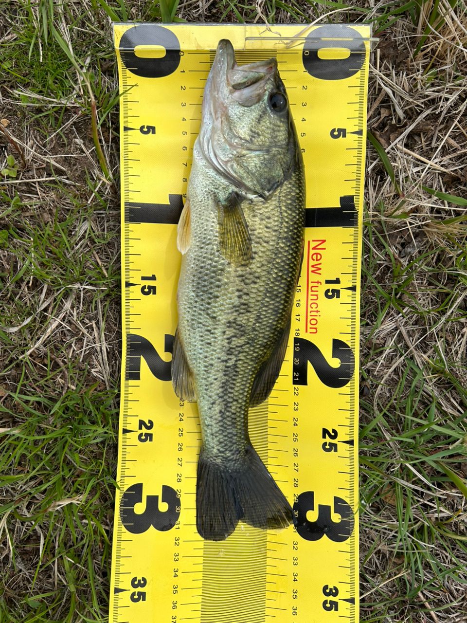 STEP BASSERさんの2025年04月10日(木)の釣行(埼玉県 - 柴山沼) - アングラーズ | 釣果600万件の魚釣り情報サイト