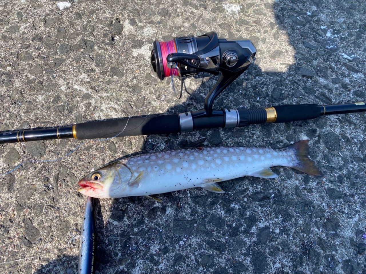 yyyu.さんの2025年04月12日(土)の釣行(北海道 - 道南地方) - アングラーズ | 釣果600万件の魚釣り情報サイト