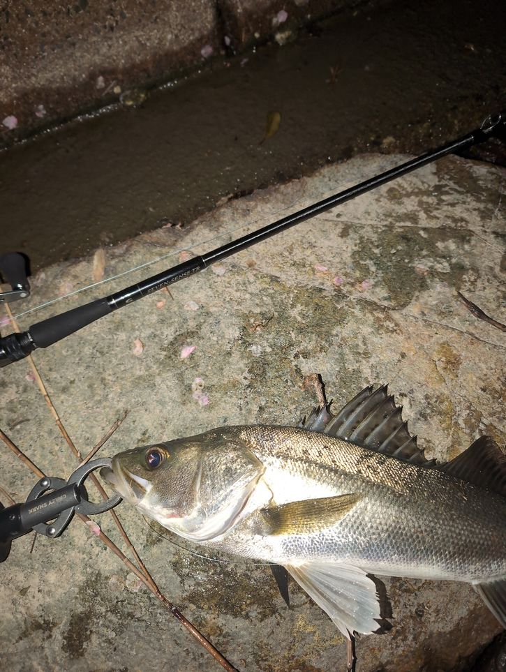 ナマ田ナマ太郎さんの2025年04月12日(土)の釣行(島根県 - 宍道湖) - アングラーズ | 釣果600万件の魚釣り情報サイト