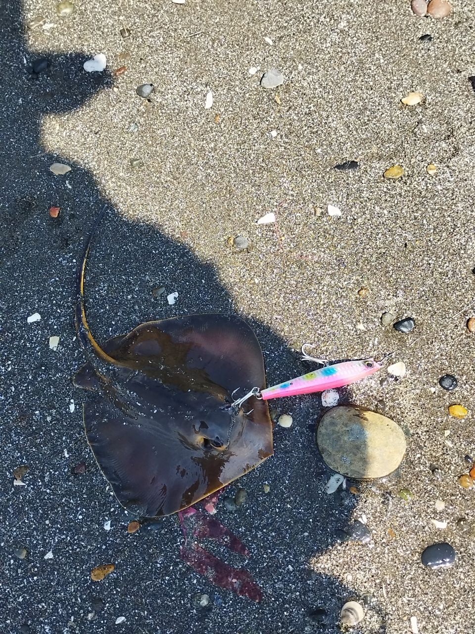 ChiwaChiwaさんの2025年04月12日(土)の釣行(千葉県 - 新舞子海岸（富津）) - アングラーズ | 釣果600万件の魚釣り情報サイト
