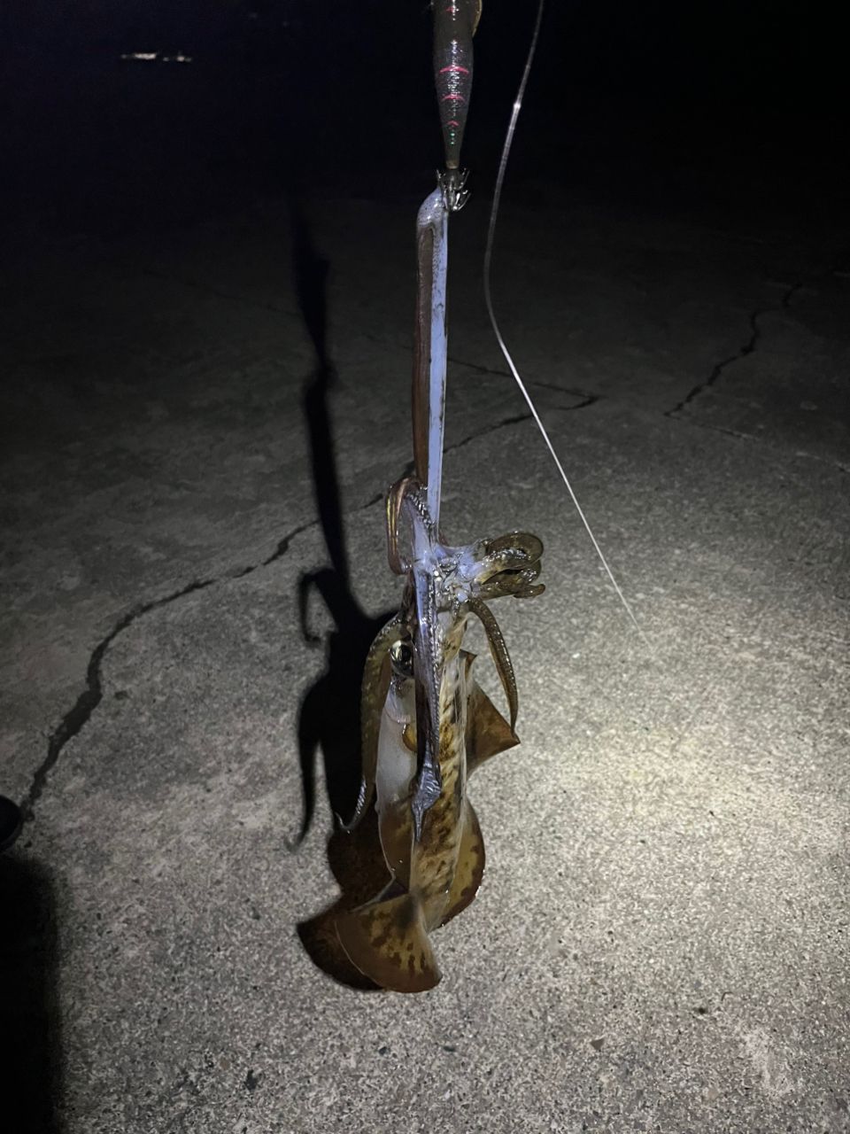 Hicks Fishing Club さんの 2025年04月14日のアオリイカの釣り・釣果情報(和歌山県 - 串本) - アングラーズ ...