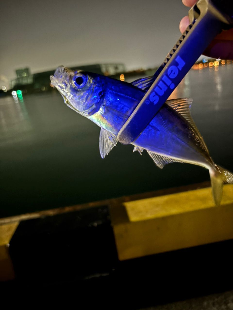 yUUuu(^^) さんの 2025年04月18日のアジの釣り・釣果情報(福島県 - 小名浜港市場前) - アングラーズ | 釣果600万件の魚釣り情報サイト