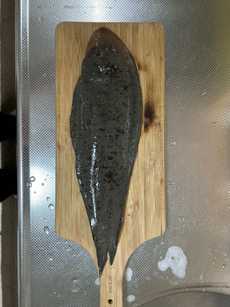 アングラー釣り神様お願いさんの2025年04月19日(土)の釣行(愛知県 - 冨具崎漁港) - アングラーズ | 釣果600万件の魚釣り情報サイト