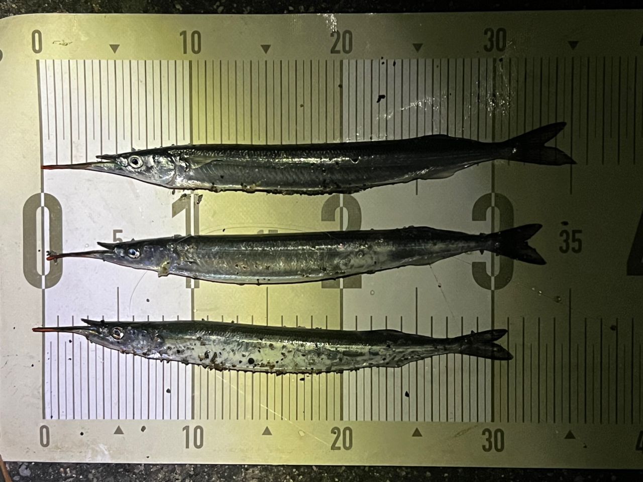 Turkeys japanさんの2025年04月19日(土)の釣行(千葉県 - 高洲海浜公園) - アングラーズ | 釣果600万件の魚釣り情報サイト