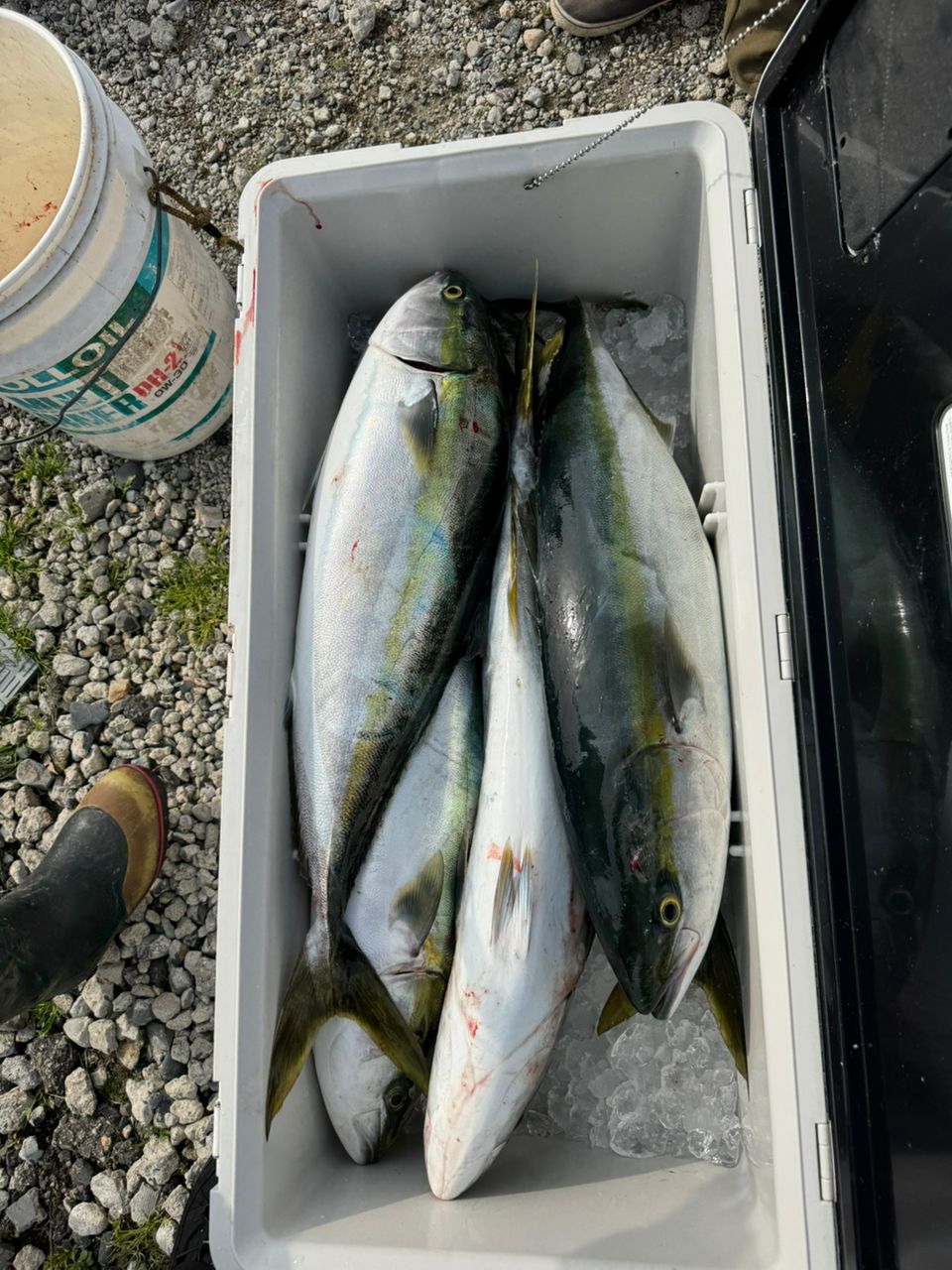 GO・RI・LLA さんの 2025年04月19日のブリの釣り・釣果情報(新潟県 - 瀬波海岸) - アングラーズ | 釣果600万件の魚釣り ...