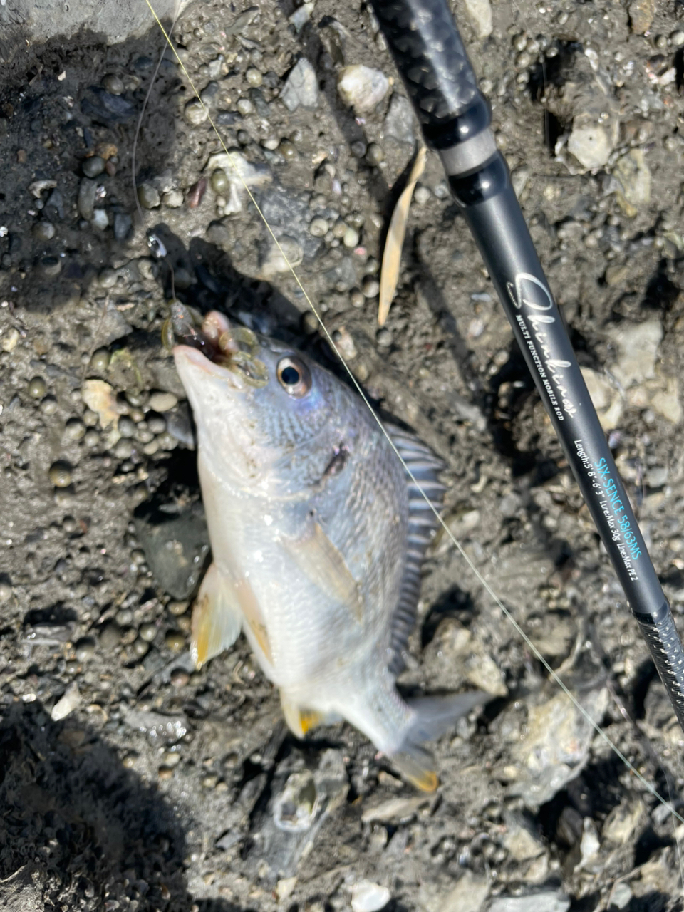 SHIMANO 20ツインパワー C3000XGの最安値・インプレ・釣果 SHIMANO 20ツインパワー C3000XGの最安値・インプレ・釣果