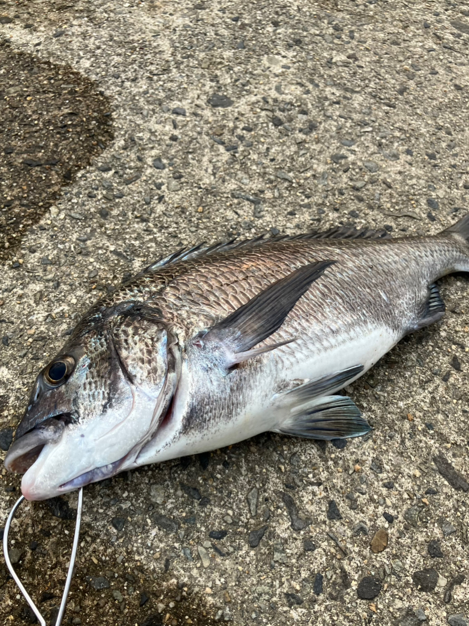 SHIMANO 22ステラ C5000XGの最安値・インプレ・釣果 | 本音の SHIMANO 22ステラ C5000XGの最安値・インプレ・釣果 | 本音の