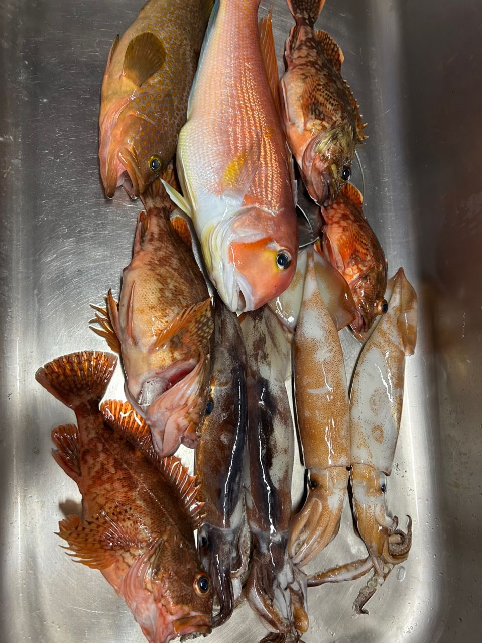 アングラー20214034 さんの 2025年04月26日のスルメイカの釣り・釣果情報(有磯海) - アングラーズ | 釣果600万件の魚釣り情報サイト