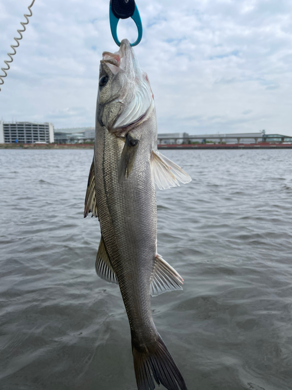 DAIWA 21モアザン ブランジーノ EX AGS 94LMLの最安値・インプレ DAIWA 21モアザン ブランジーノ EX AGS 94LMLの最安値・インプレ