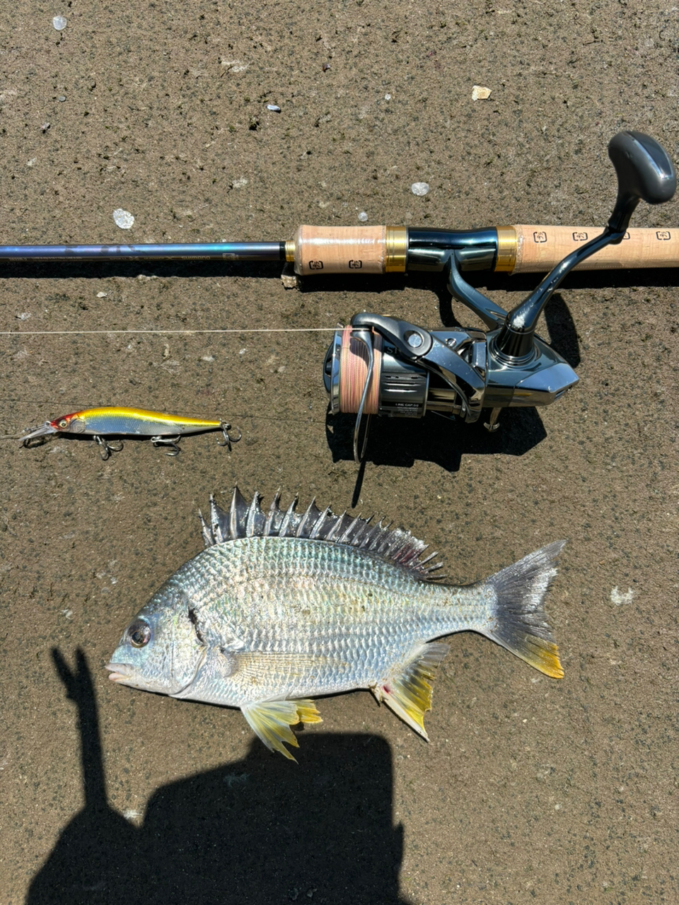 SHIMANO 22ステラ C3000XGの最安値・インプレ・釣果 | 本音の SHIMANO 22ステラ C3000XGの最安値・インプレ・釣果 | 本音の