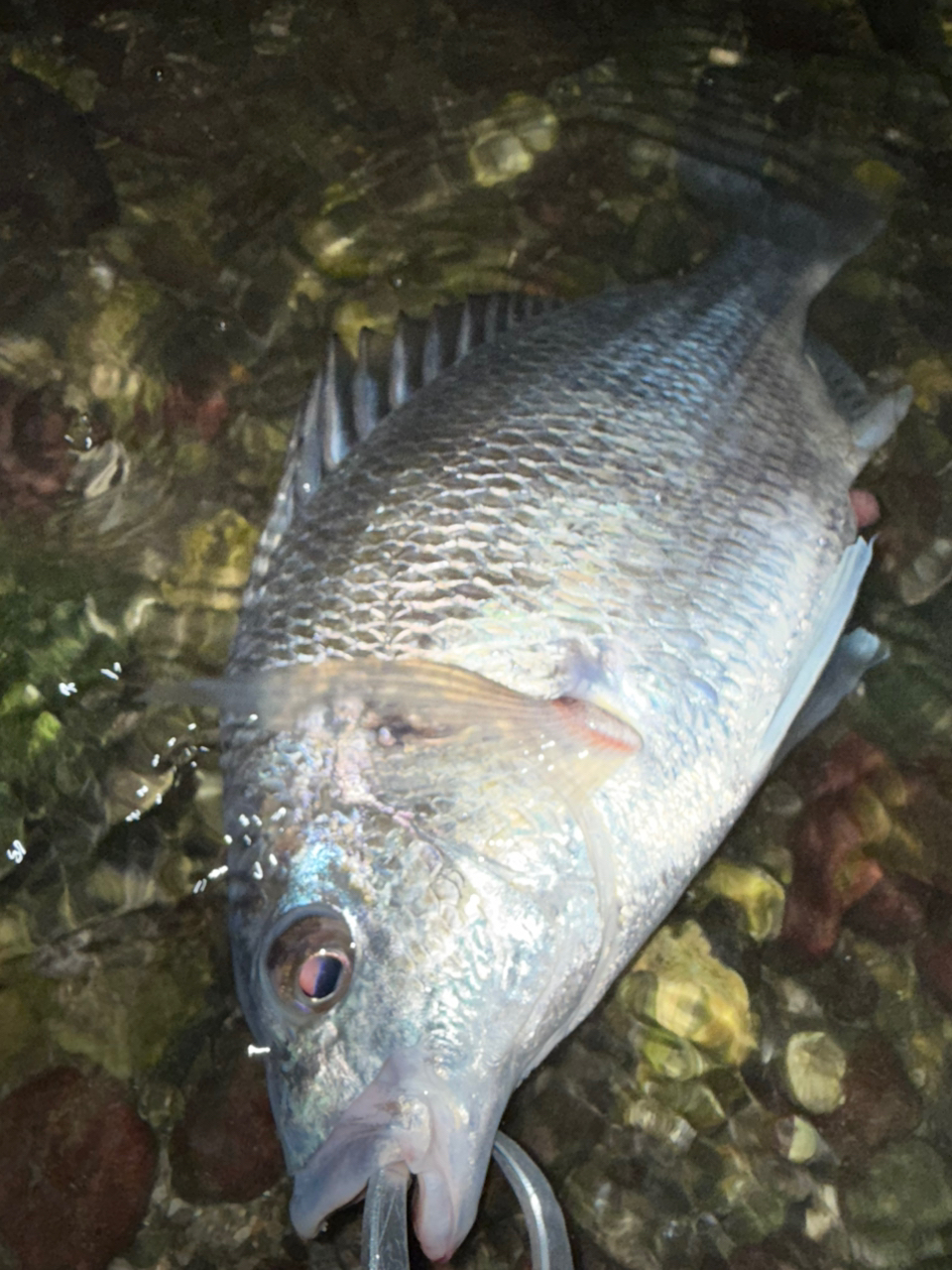 SHIMANO 23ディアルーナ S86MLの最安値・インプレ・釣果 | 本音 SHIMANO 23ディアルーナ S86MLの最安値・インプレ・釣果 | 本音