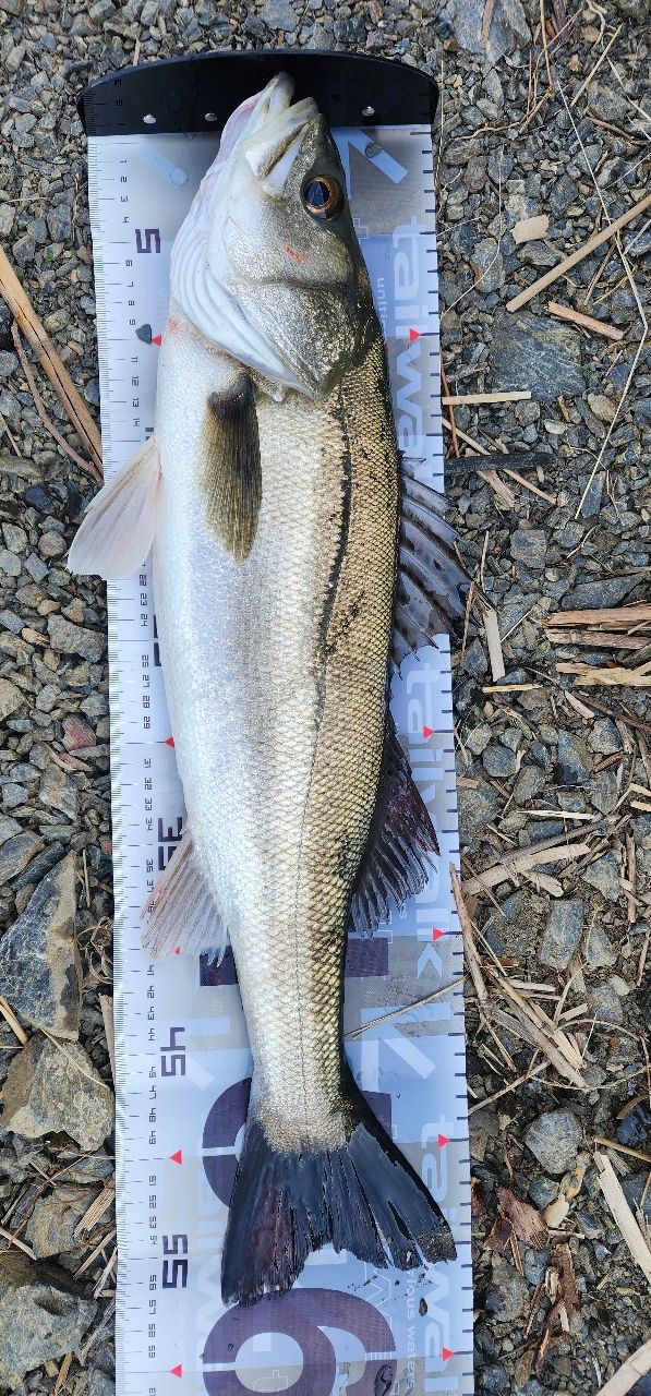 mayu_me_ryo_fishingさんの2025年04月27日(日)の釣行(宮城県 - 阿武隈川河口) - アングラーズ | 釣果600万 ...