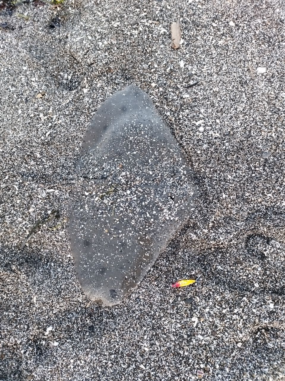 ChiwaChiwaさんの2025年04月29日(火)の釣行(千葉県 - 新舞子海岸（富津）) - アングラーズ | 釣果600万件の魚釣り情報サイト