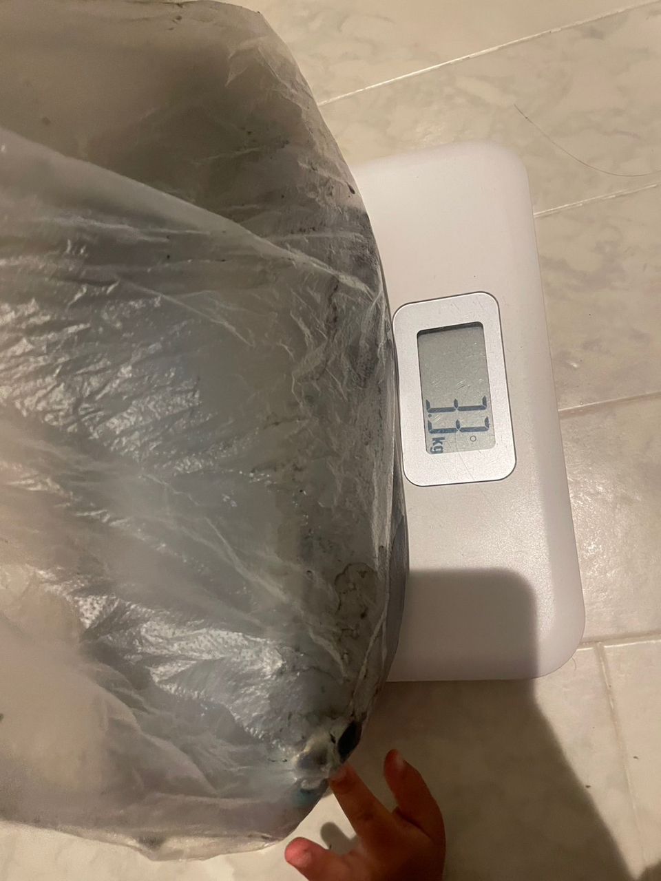 tsuyoshi_ktk さんの 2025年04月29日のアオリイカの釣り・釣果情報(福岡県 - 唐泊漁港) - アングラーズ | 釣果600万件の魚釣り情報サイト