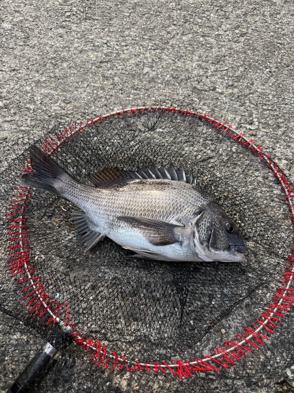 nari.fishingさんの2025年04月30日(水)の釣行(熊本県 - 鳩の釜港) - アングラーズ | 釣果600万件の魚釣り情報サイト