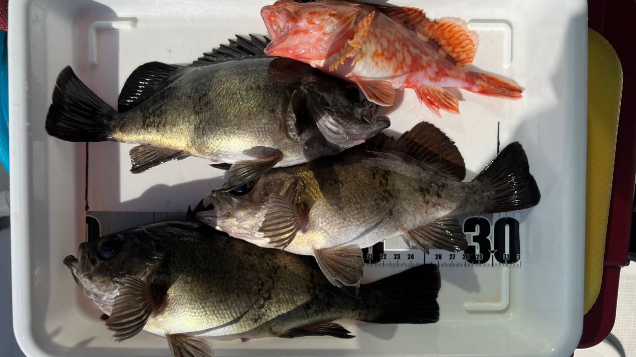 reiko T.T さんの 2025年04月29日のメバルの釣り・釣果情報(和歌山県 - 洲本沖) - アングラーズ | 釣果600万件の ...