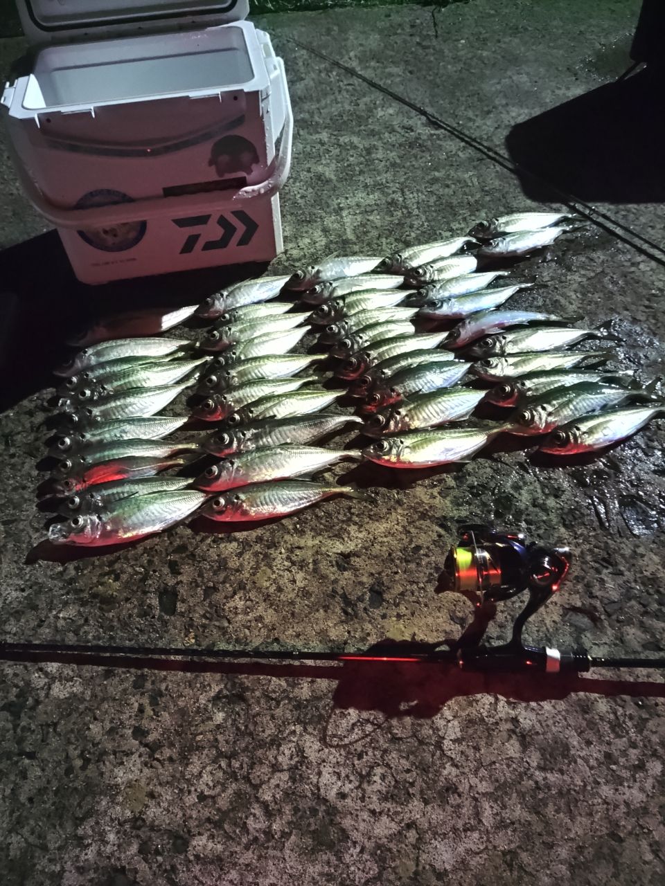 Ys-510 さんの 2025年05月04日のアジの釣り・釣果情報(秋田県 - 秋田港) - アングラーズ | 釣果600万件の魚釣り情報サイト