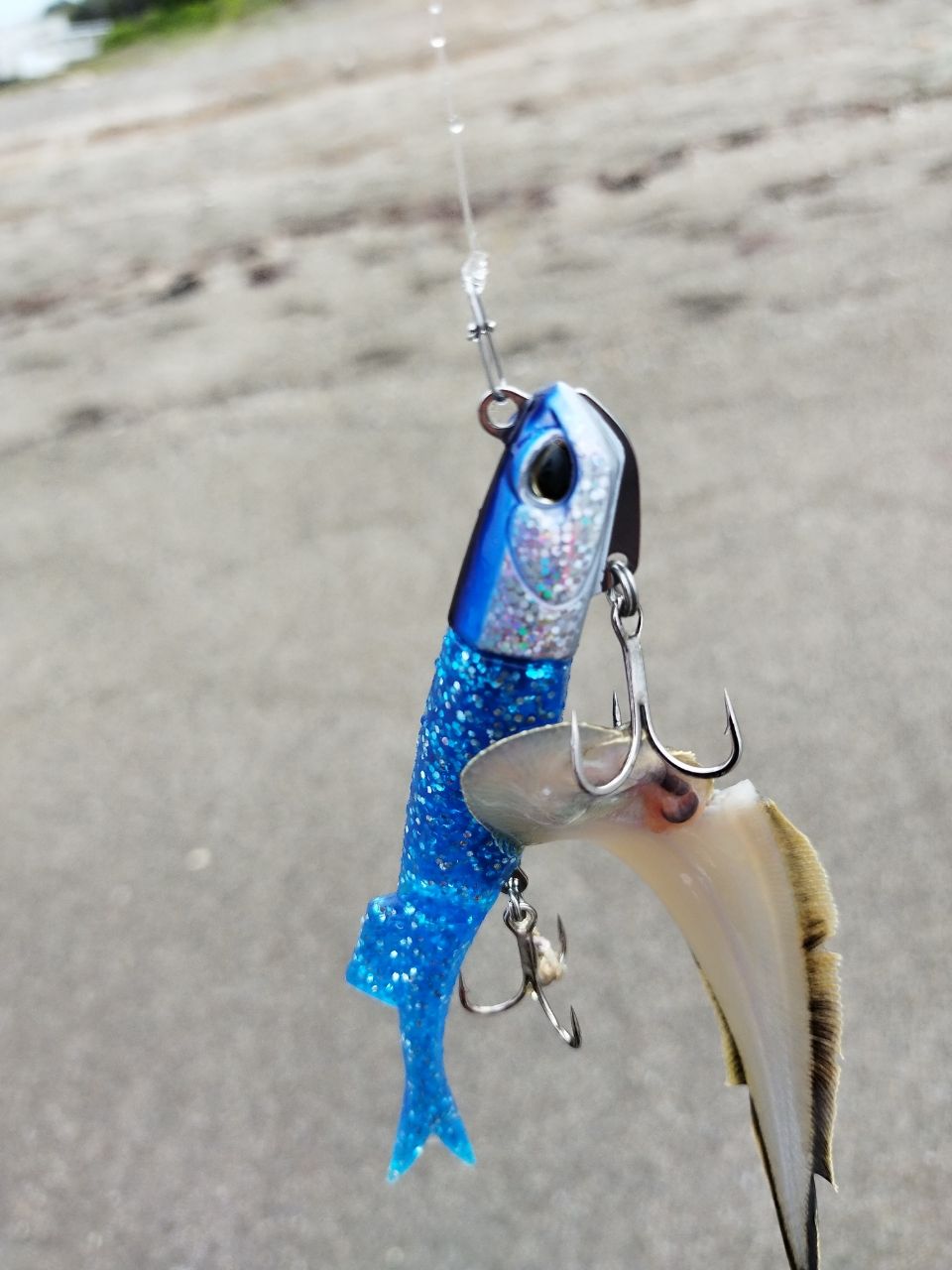 ChiwaChiwaさんの2025年05月06日(火)の釣行(千葉県 - 新舞子海岸（富津）) - アングラーズ | 釣果600万件の魚釣り情報サイト