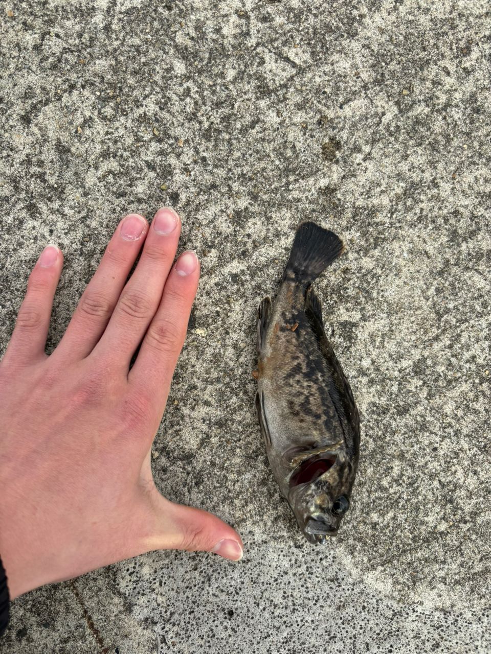 STvさんの2025年05月06日(火)の釣行(秋田県 - 秋田火力発電所前) - アングラーズ | 釣果600万件の魚釣り情報サイト