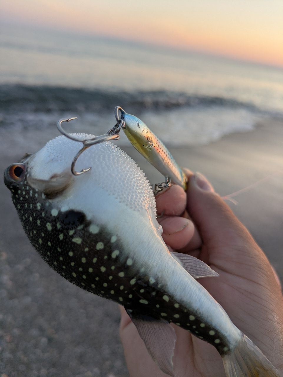 ytytさんの2025年05月14日(水)の釣行(千葉県 - 千葉県館山市近辺) - アングラーズ | 釣果600万件の魚釣り情報サイト