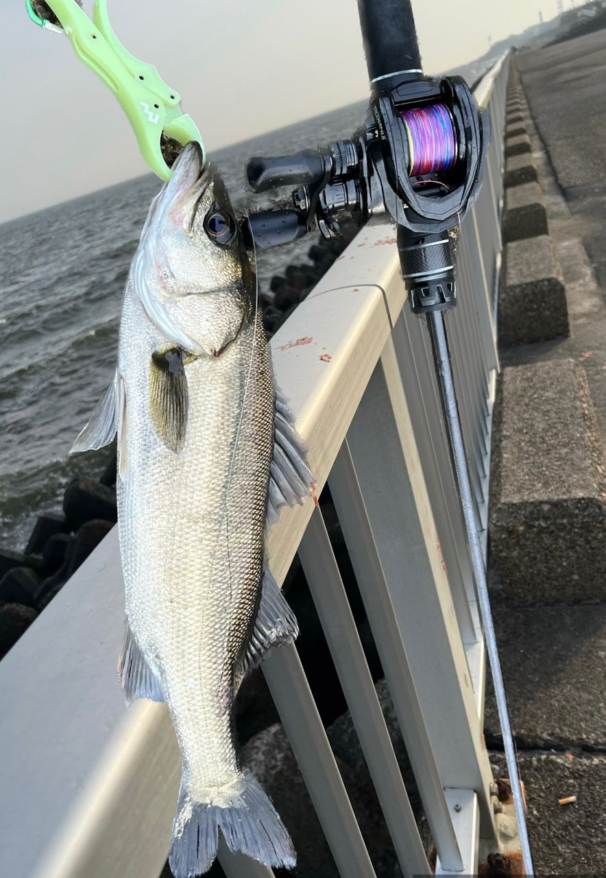 Turkeys japanさんの2025年05月16日(金)の釣行(千葉県 - 高洲海浜公園) - アングラーズ | 釣果600万件の魚釣り情報サイト